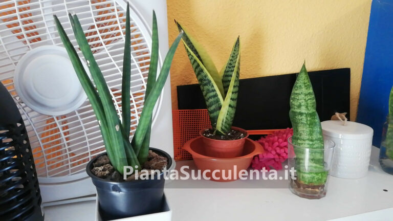 Le migliori piante succulente per gli ambienti interni: ecco quali sono - Pianta Succulenta