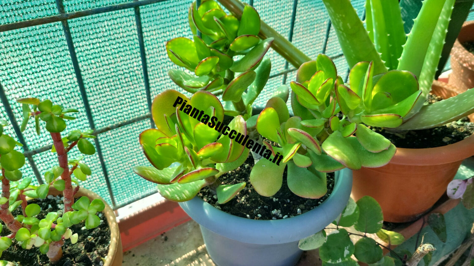 Come riprodurre un albero di giada con una foglia - Pianta Succulenta