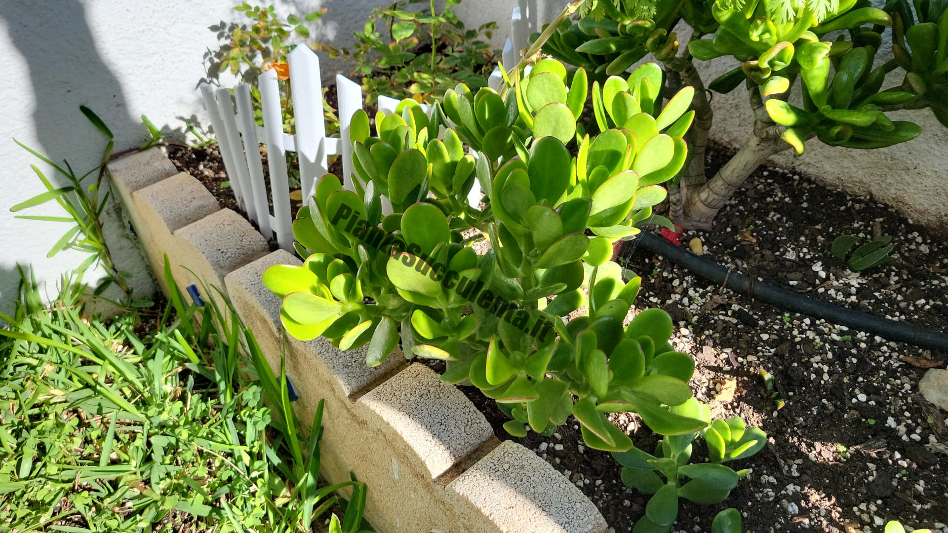 Come riprodurre un albero di giada con una foglia - Pianta Succulenta