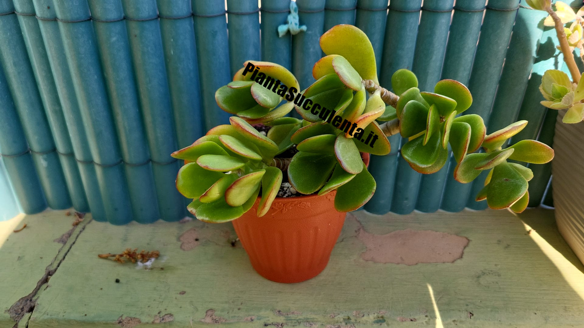 Come riprodurre un albero di giada con una foglia - Pianta Succulenta