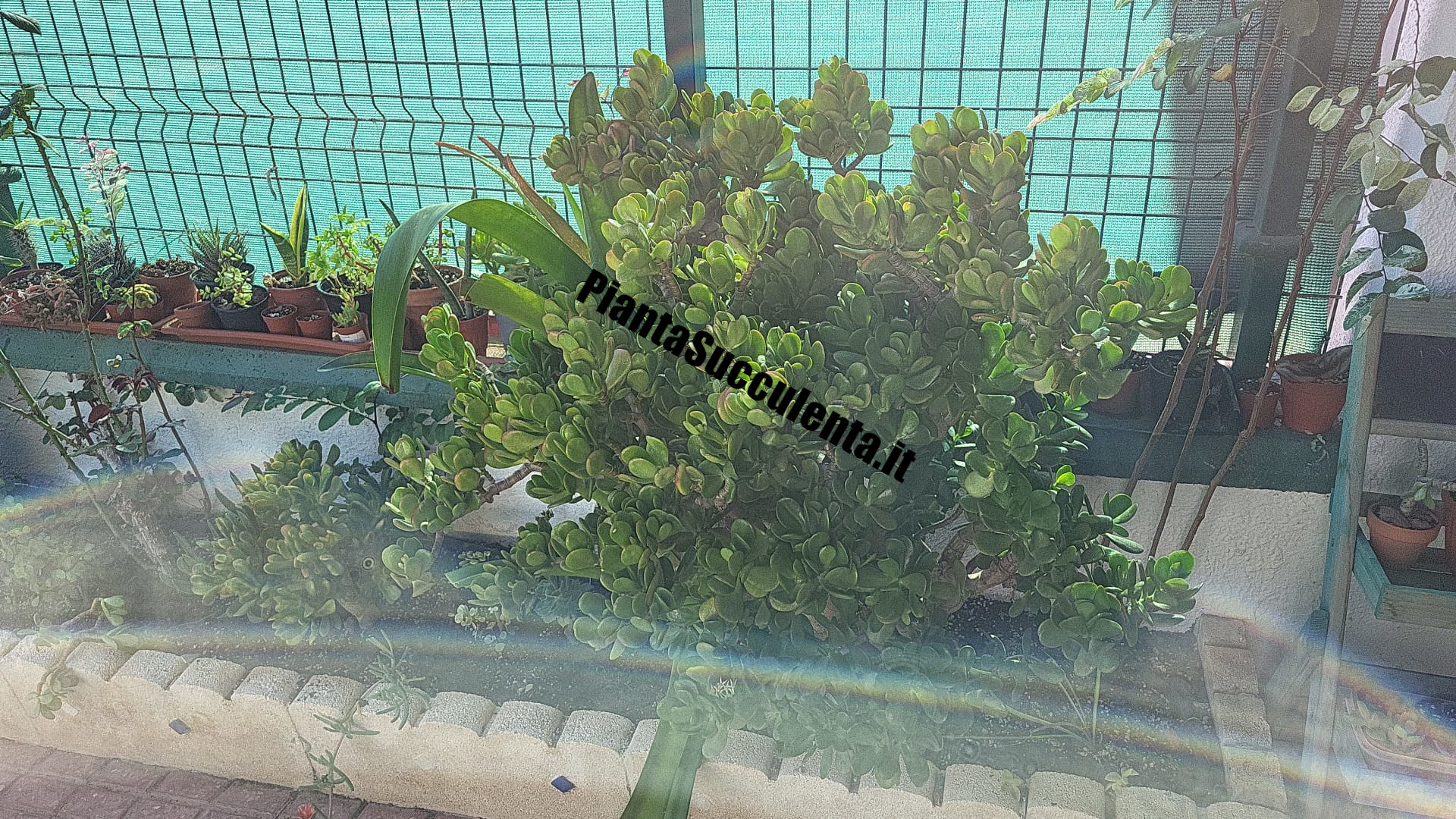 Come riprodurre un albero di giada con una foglia - Pianta Succulenta