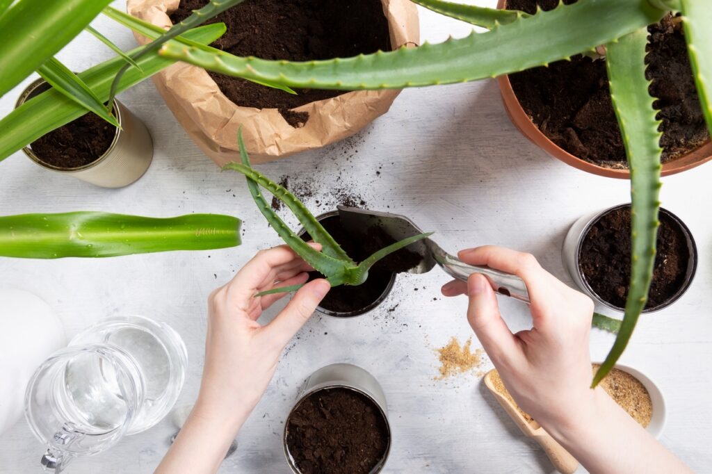 7 tipi di cactus e piante grasse fantastiche per decorare casa - Pianta ...
