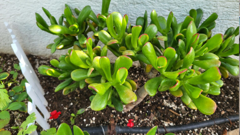 7 tipi di cactus e piante grasse fantastiche per decorare casa - Pianta ...