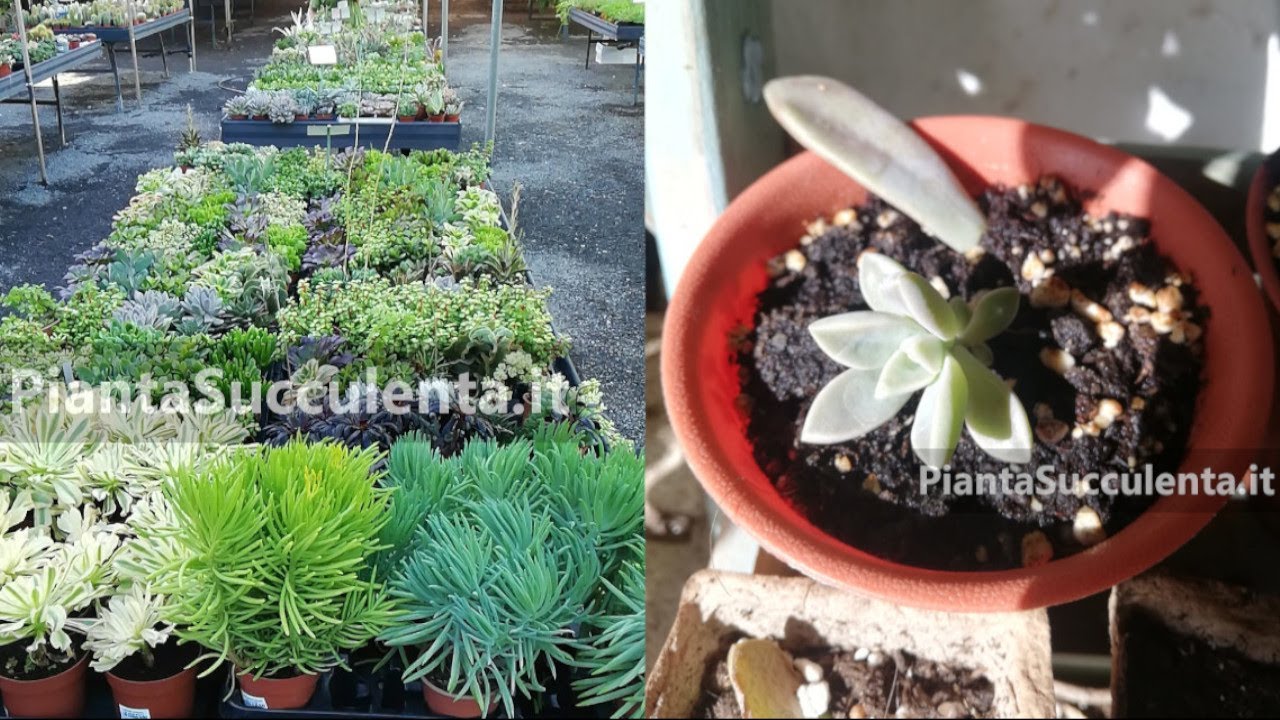 Piante succulente: come curarle e propagarle - Pianta Succulenta